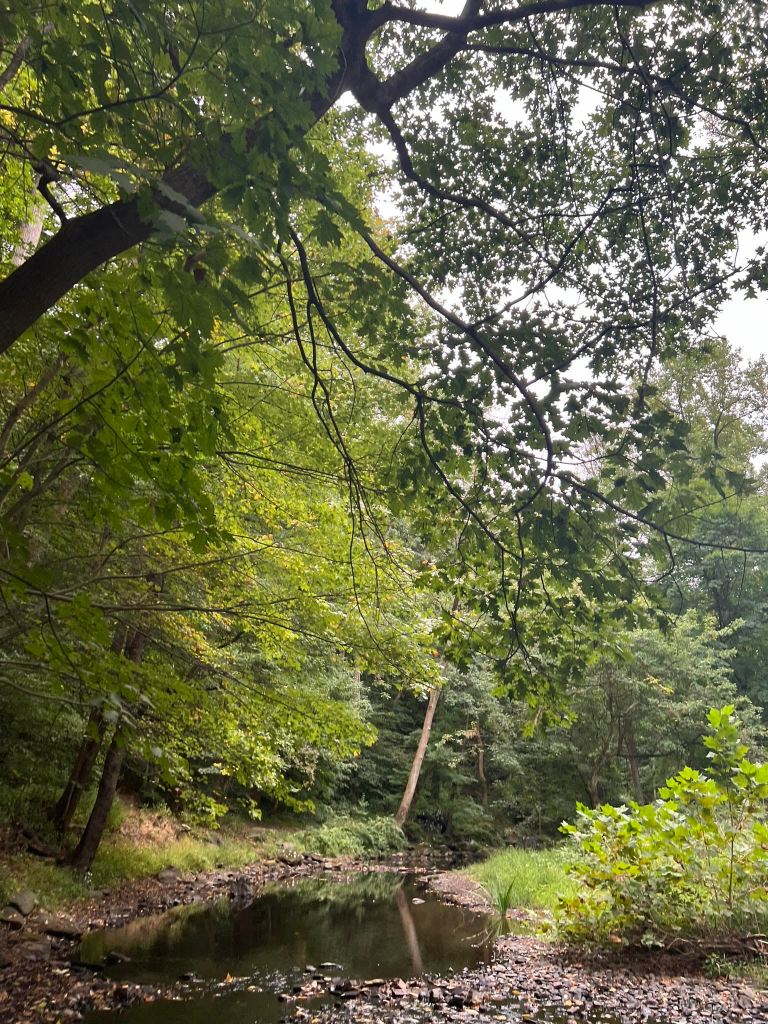 The Revitalizing Power of a Crum Walk – SwatStories